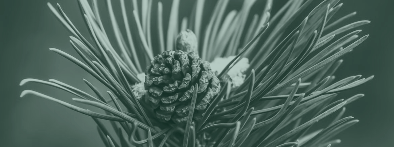 Spero Recovery Center | Addiction Recovery Center Evergreen Colorado